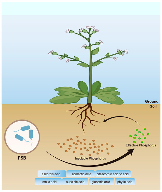 Influence and Role of Fungi, Bacteria, and Mixed Microbial Populations ...