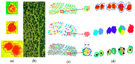 Agriculture | Free Full-Text | Research on Individual Tree Canopy Segmentation of Camellia ...
