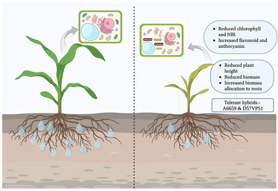 Unveiling Drought-Tolerant Corn Hybrids for Early-Season Drought ...