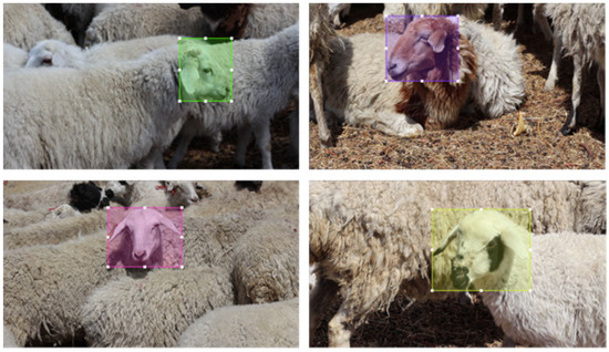 Lightweight Small-Tailed Han Sheep Facial Recognition Based on Improved SSD Algorithm