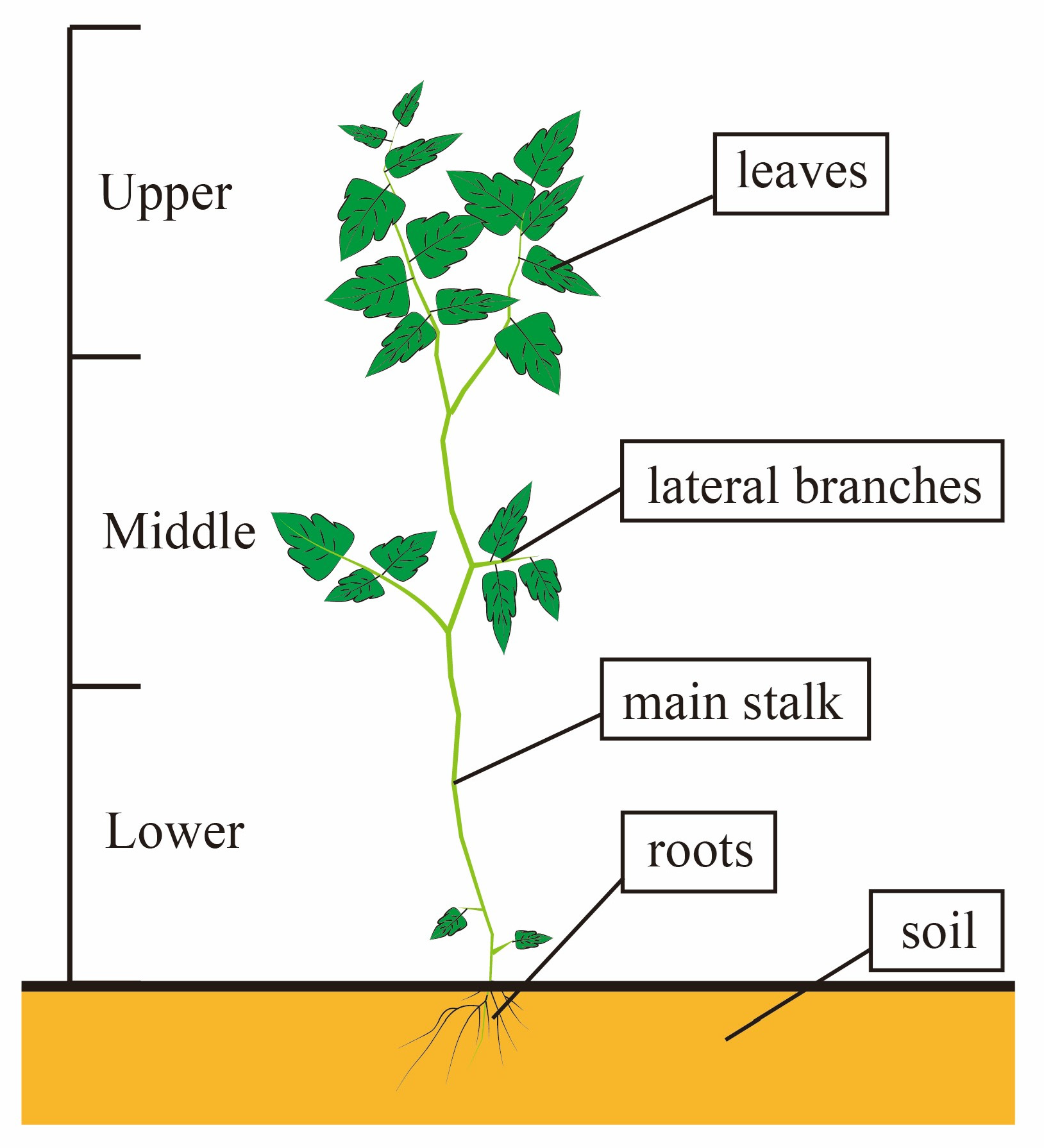 Discrete Element Model Building and Optimization of Tomato Stalks at ...