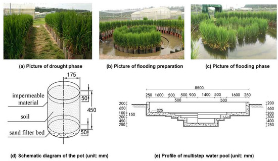 Modeling and Analysis of Rice Root Water Uptake under the Dual Stresses ...