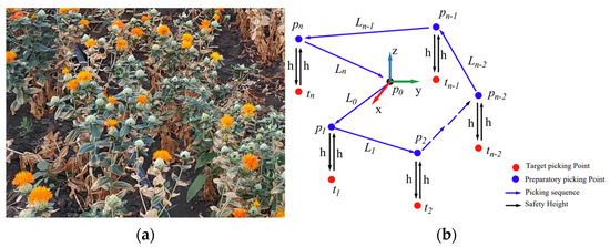 Safflower Picking Trajectory Planning Strategy Based on an Ant Colony ...
