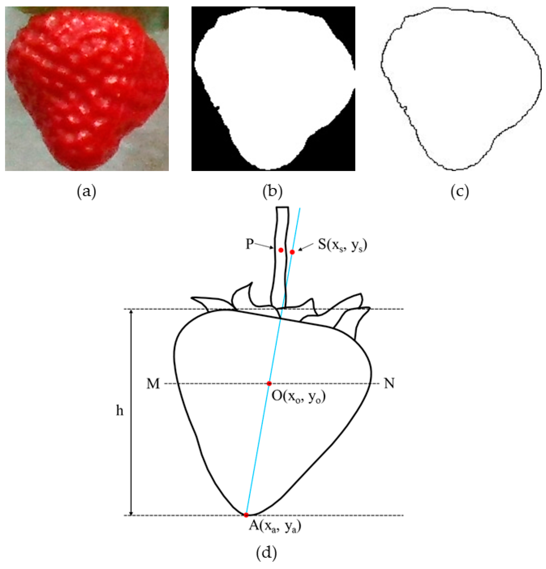 Recognition and Positioning of Strawberries Based on Improved YOLOv7 and RGB-D Sensing