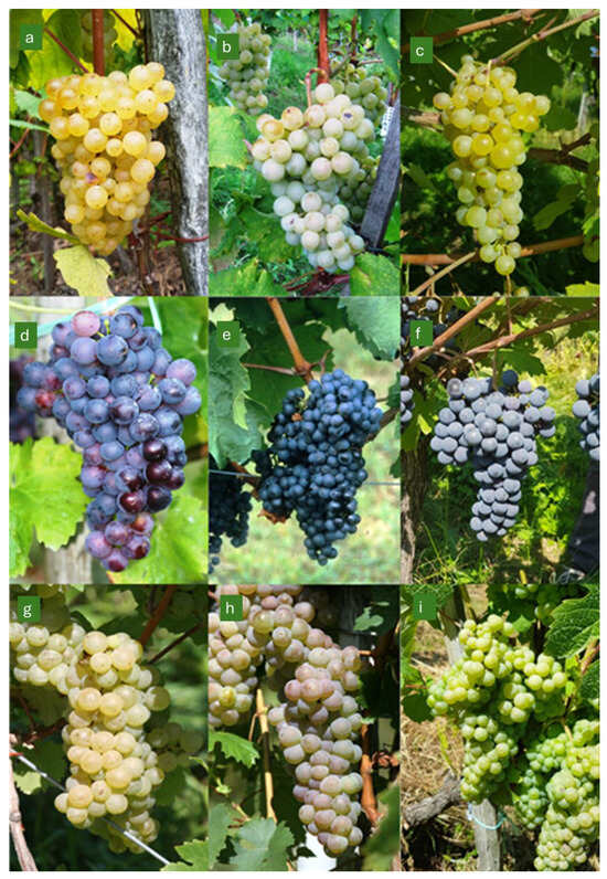 Monitoring and Genetic Characterization of Historical Grapevine ...