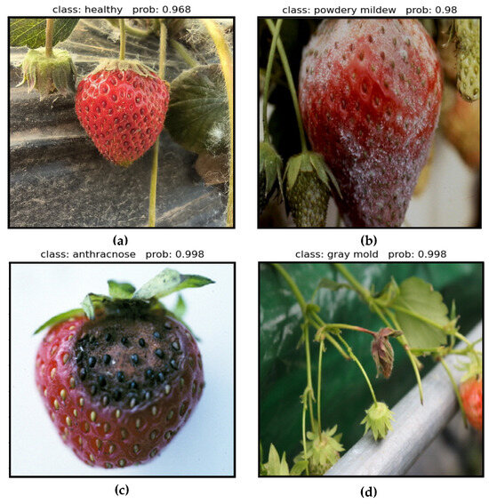 BerryNet-Lite: A Lightweight Convolutional Neural Network for Strawberry Disease Identification