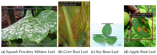 Agriculture | Free Full-Text | PL-DINO: An Improved Transformer-Based ...