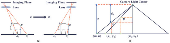 Improved Real-Time Models for Object Detection and Instance Segmentation for Agaricus bisporus ...