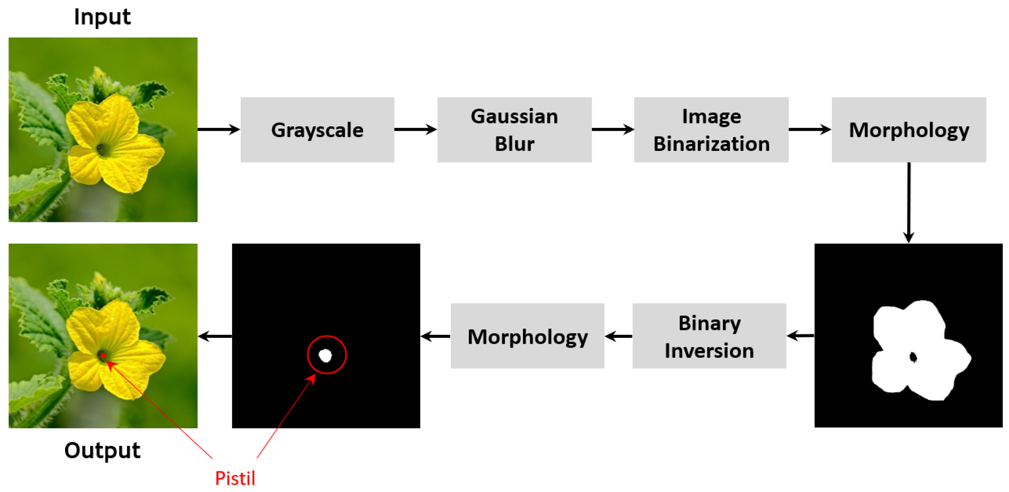 Modeling Positions and Orientations of Cantaloupe Flowers for Automatic Pollination