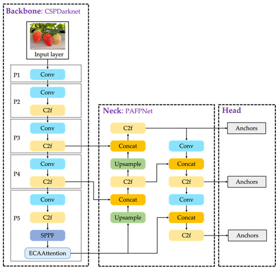 Strawberry Detection and Ripeness Classification Using YOLOv8+ Model ...