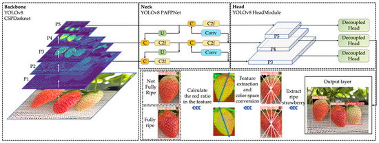 Strawberry Detection and Ripeness Classification Using YOLOv8+ Model ...