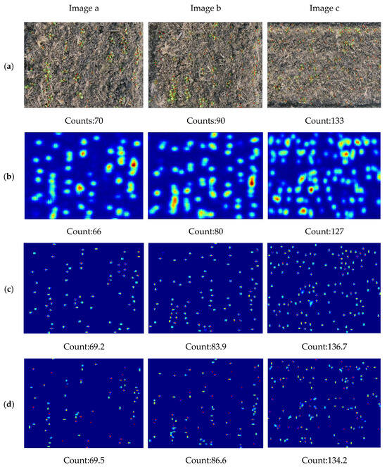 Research on Rapeseed Seedling Counting Based on an Improved Density Estimation Method
