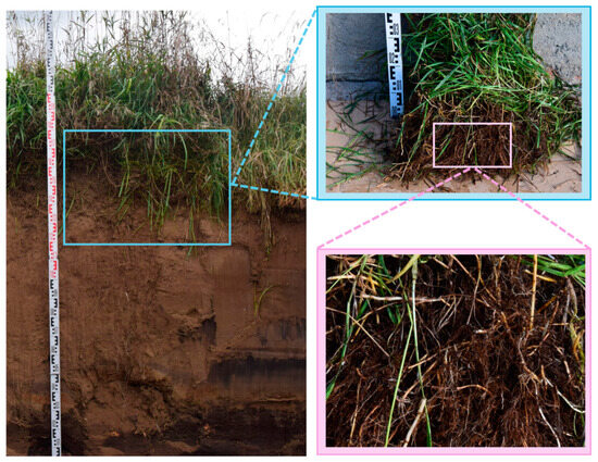 Agriculture | Free Full-Text | Smooth Brome (Bromus inermis L.)—A ...