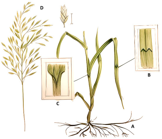 Smooth Brome (Bromus inermis L.)—A Versatile Grass: A Review