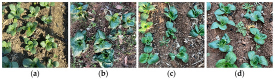 Agriculture | Free Full-Text | An Improved YOLOv7-Tiny Method for the ...