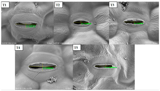 Effect of Powdery Mildew on the Photosynthetic Parameters and Leaf ...