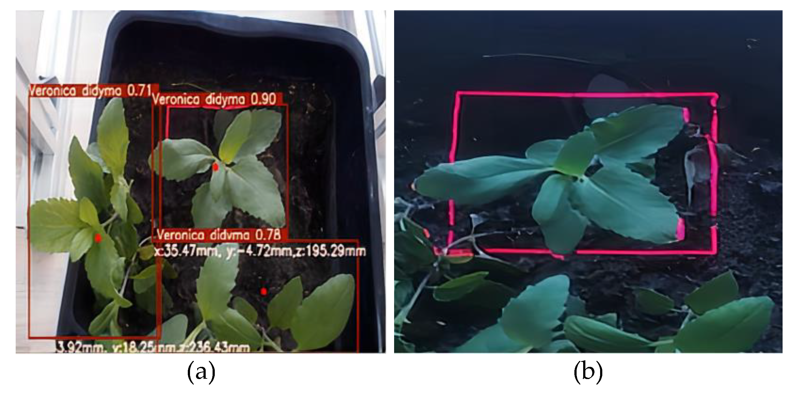 YOLOv7-Based Intelligent Weed Detection and Laser Weeding System ...