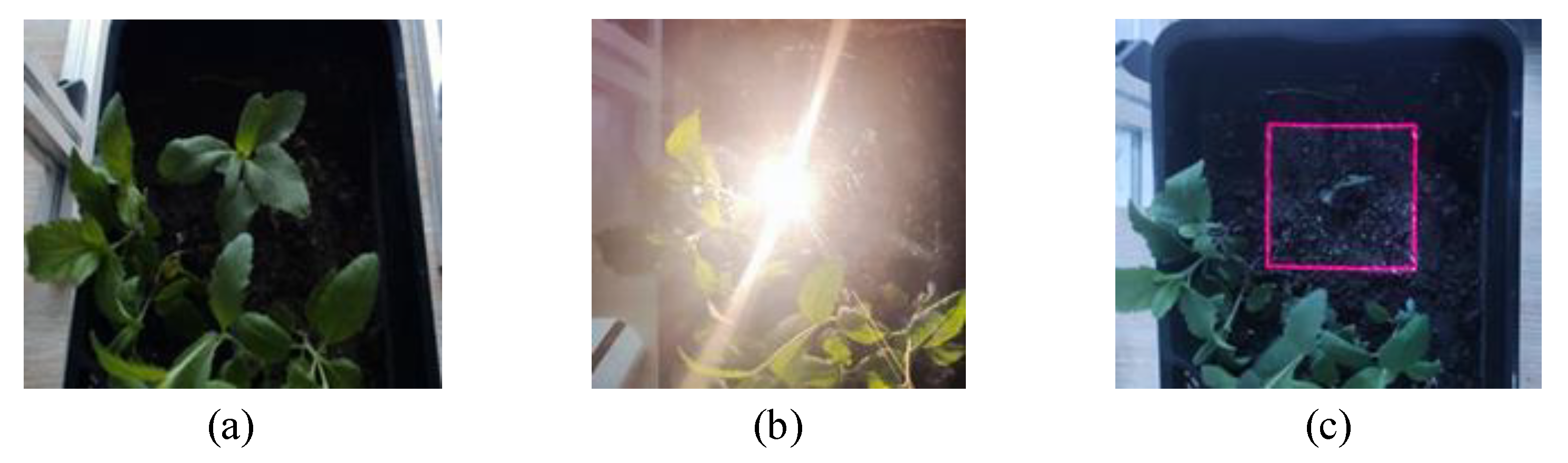 YOLOv7-Based Intelligent Weed Detection and Laser Weeding System ...