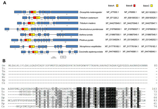 The Baboon Gene Encodes Three Functionally Distinct Transforming Growth ...