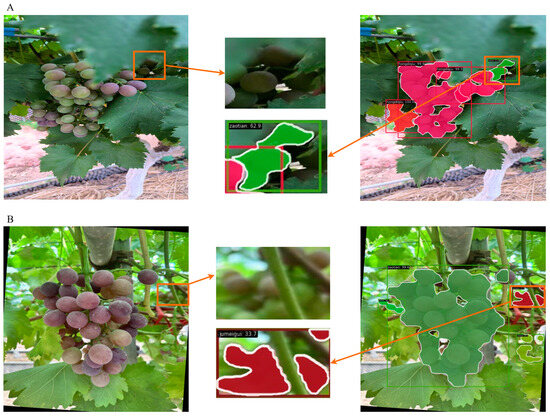 Detection and Instance Segmentation of Grape Clusters in Orchard Environments Using an Improved ...