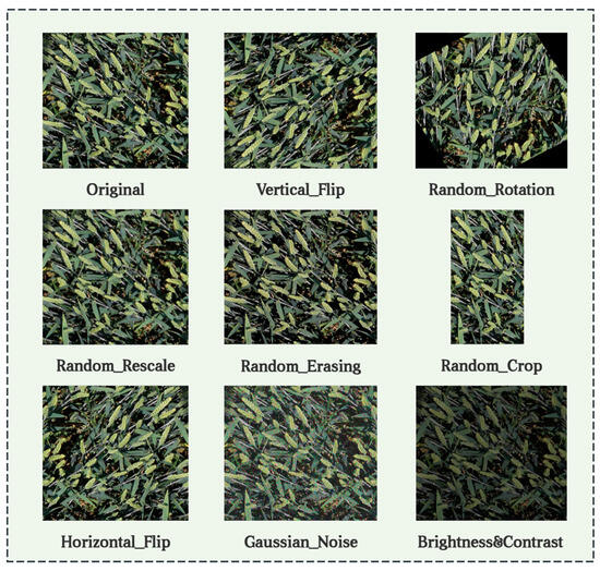 WH-DETR: An Efficient Network Architecture for Wheat Spike Detection in ...