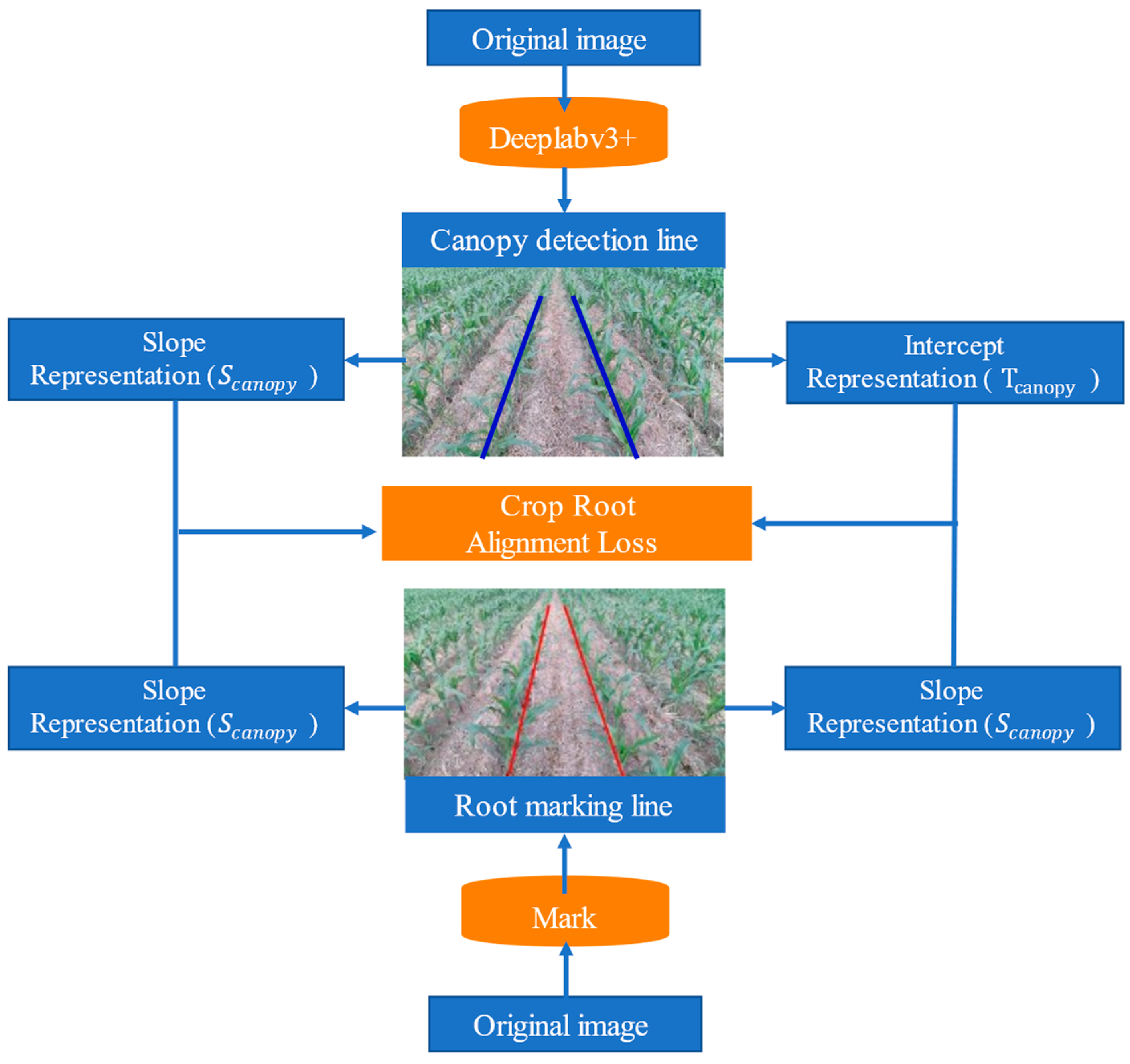 Agriculture | Free Full-Text | Crop Root Rows Detection Based on Crop Canopy Image