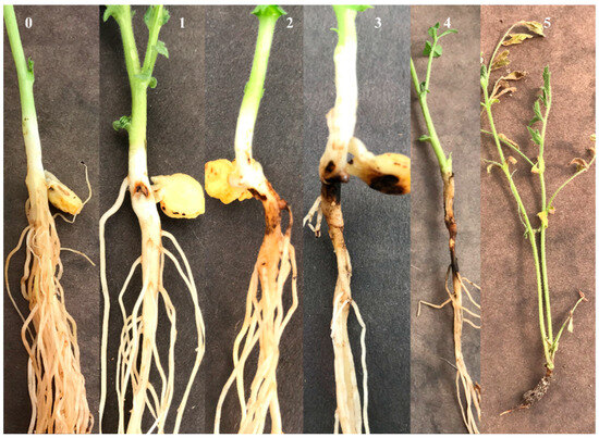 Identification of Fusarium spp. Associated with Chickpea Root Rot in Montana