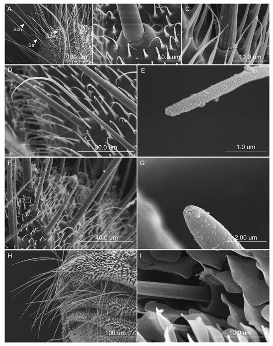 Agriculture | Free Full-Text | Identification and Functional ...