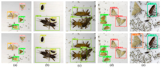 A Lightweight Rice Pest Detection Algorithm Using Improved Attention Mechanism and YOLOv8