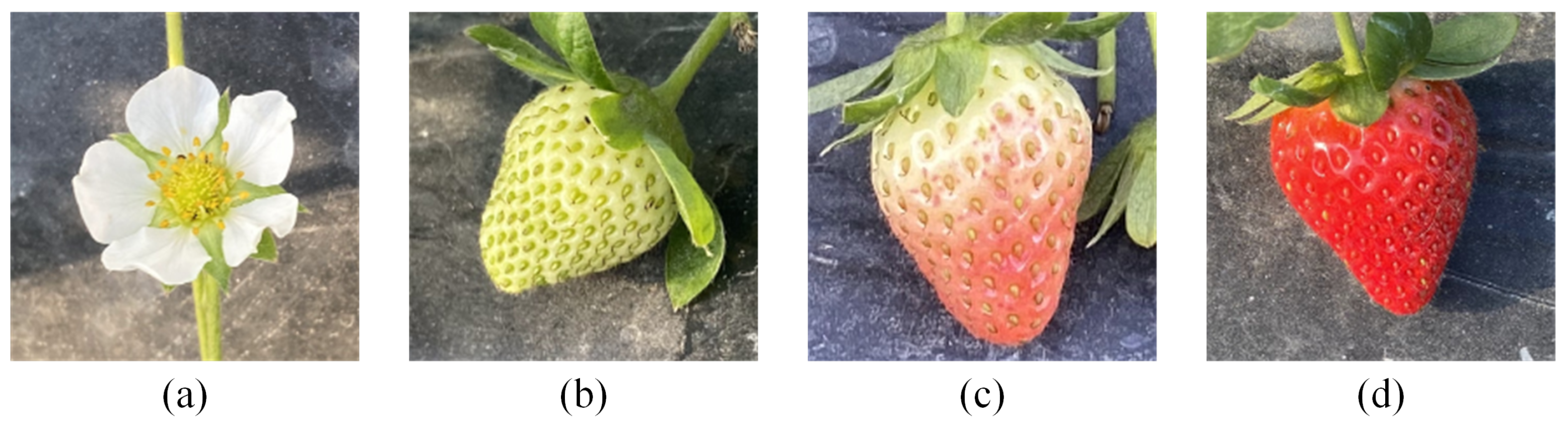 Agriculture | Free Full-Text | Lightweight Network of Multi-Stage Strawberry Detection Based on ...