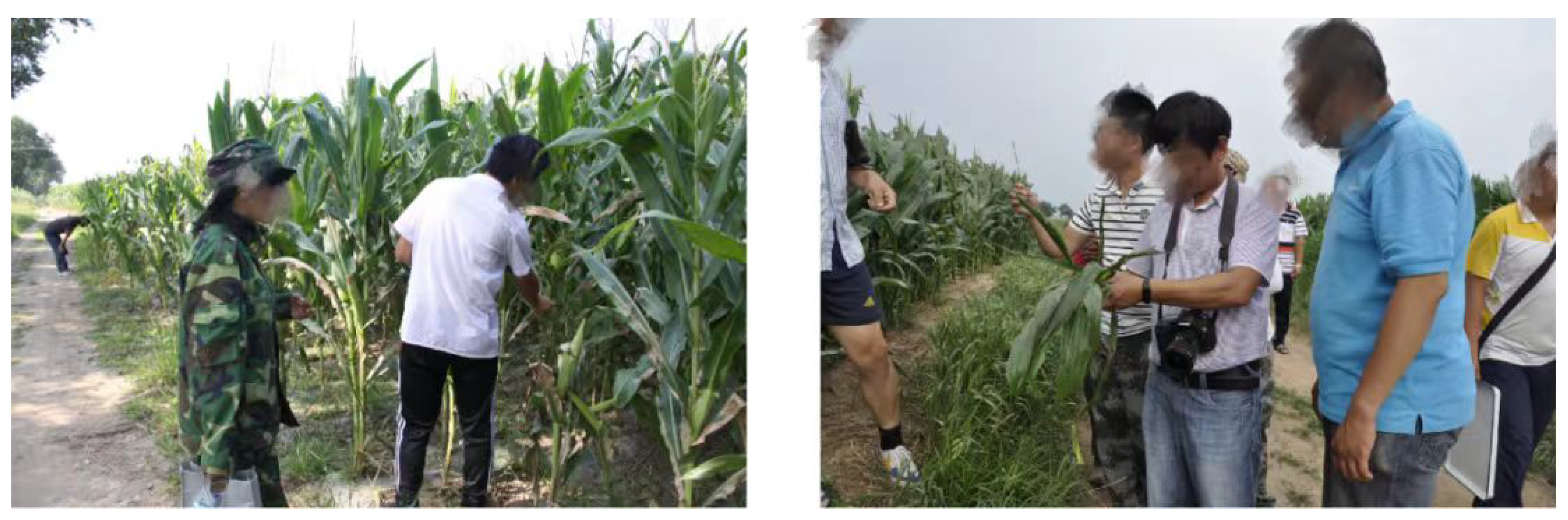 Agriculture | Free Full-Text | Semi-Supervised One-Stage Object ...