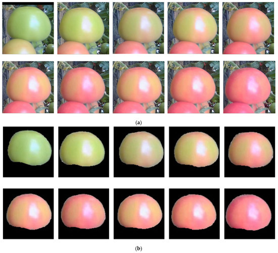 Research on Multi-Step Fruit Color Prediction Model of Tomato in Solar ...