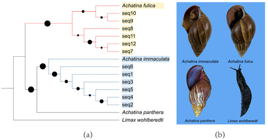 An Investigation and Invasiveness Analysis of Two Species of Giant ...