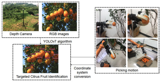 Flexible Hand Claw Picking Method for Citrus-Picking Robot Based on ...