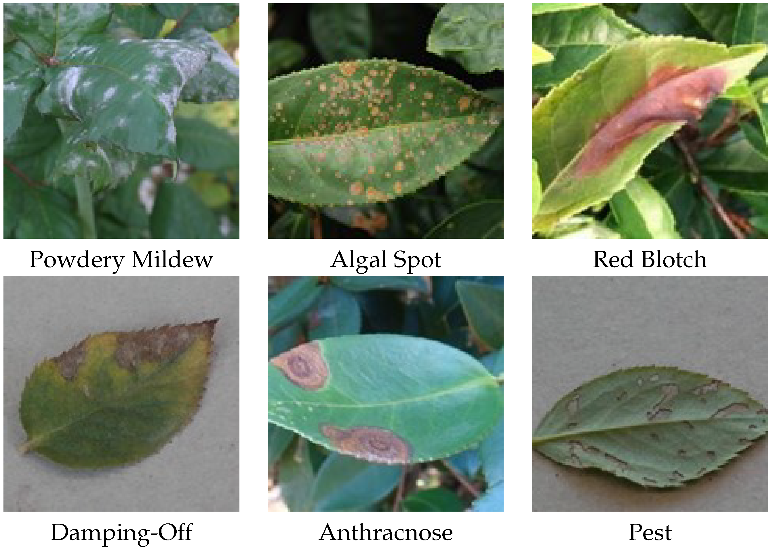 YOLOv8-RCAA: A Lightweight and High-Performance Network for Tea Leaf Disease Detection