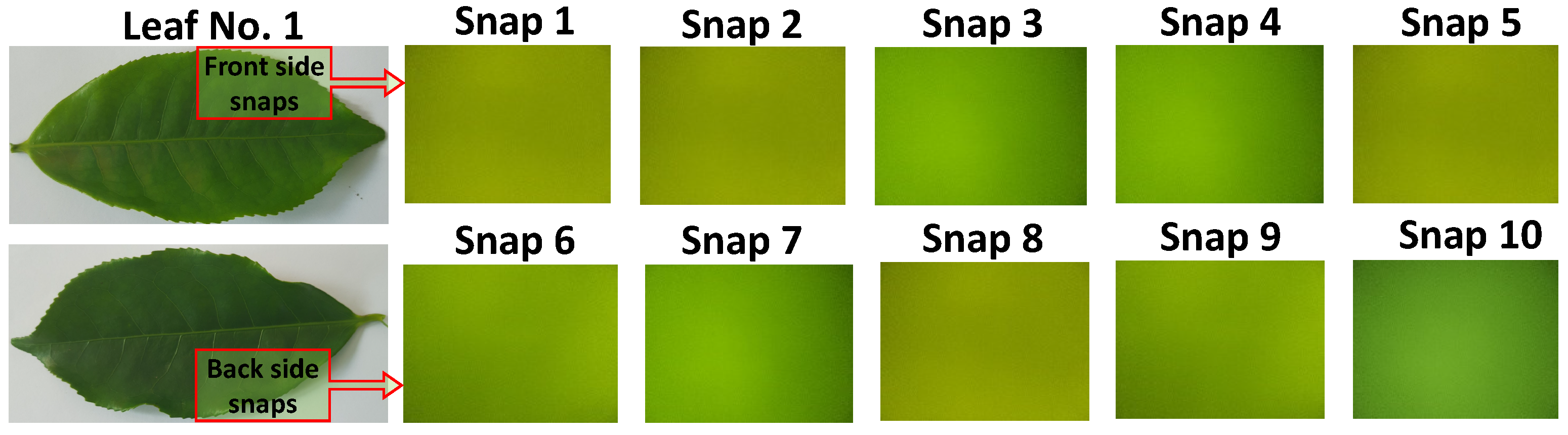 Smartphone Contact Imaging and 1-D CNN for Leaf Chlorophyll Estimation in Agriculture