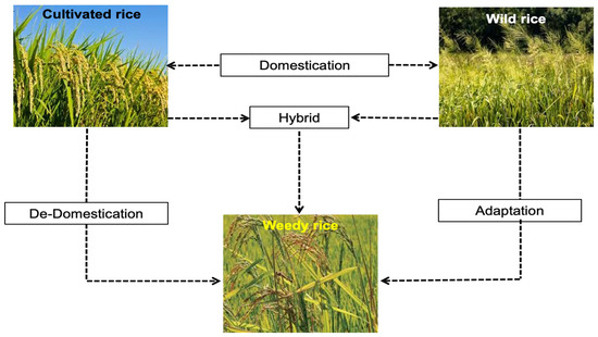 Weedy Rice Infestation in Malaysia: What Do We Know and Where Do We Go?