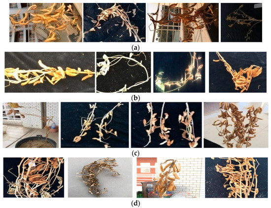 SPCN: An Innovative Soybean Pod Counting Network Based on HDC Strategy and Attention Mechanism