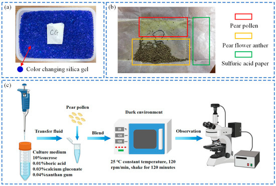 YOLOv8-Pearpollen: Method for the Lightweight Identification of Pollen ...