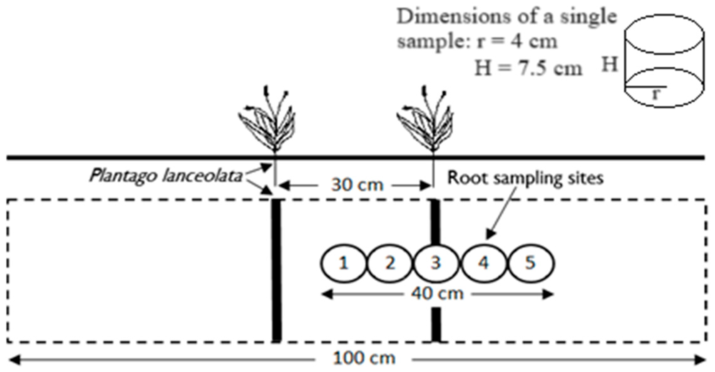 Agriculture | Free Full-Text | Rooting Patterns and Aucubin Content in ...