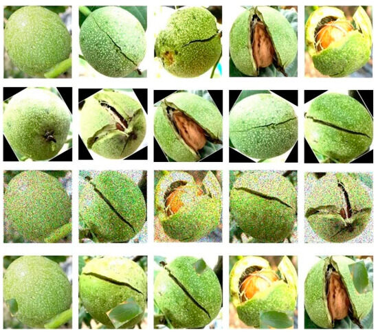 Phenotypic-Based Maturity Detection and Oil Content Prediction in Xiangling Walnuts