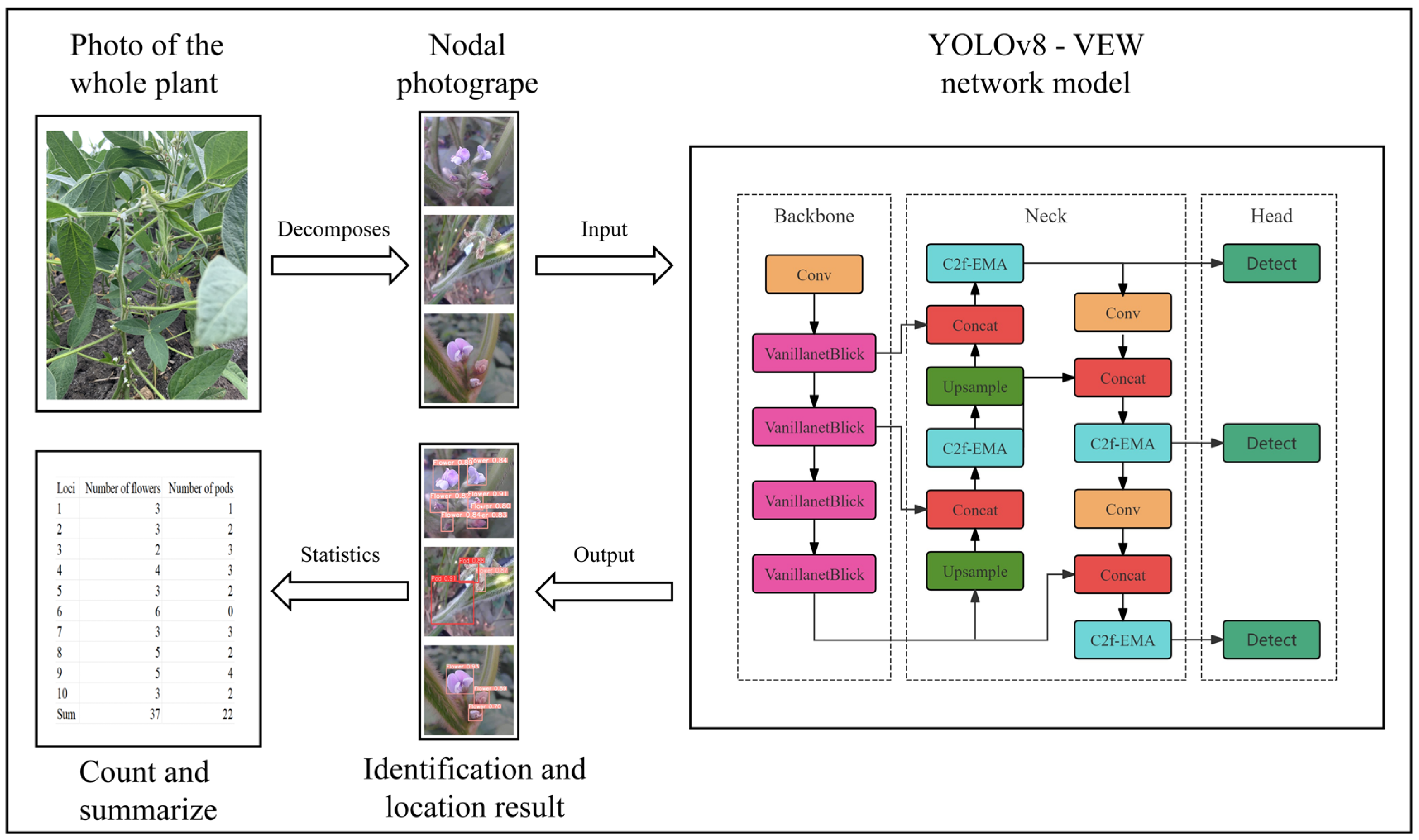 Field-Based Soybean Flower and Pod Detection Using an Improved YOLOv8-VEW Method