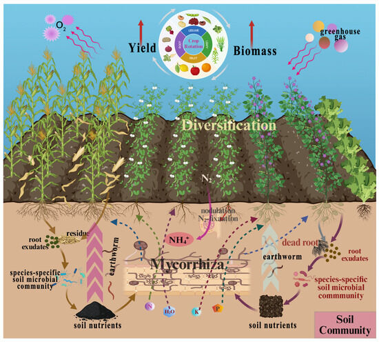 Crop Rotation and Diversification in China: Enhancing Sustainable Agriculture and Resilience