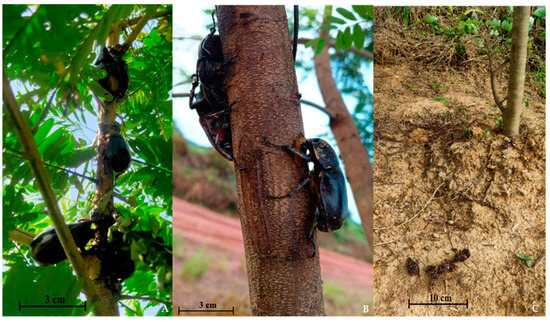 First Report: Senna multijuga Subsp. multijuga (Fabales: Fabaceae) as ...