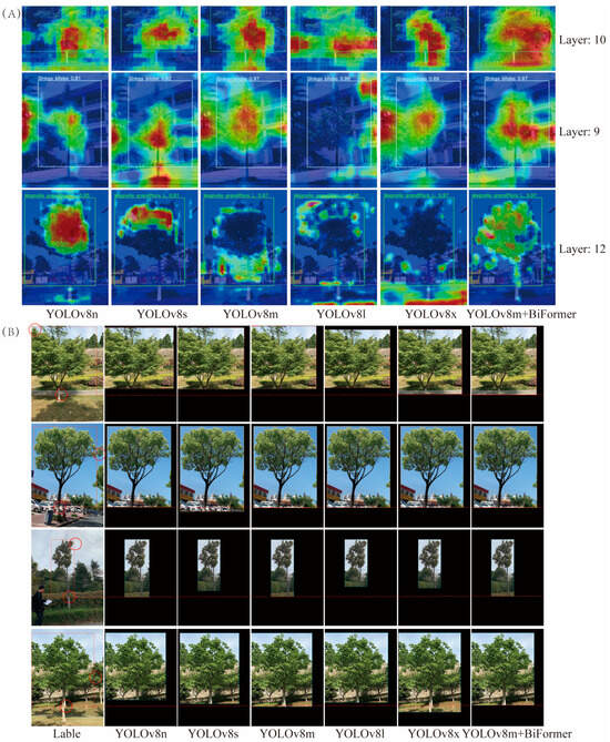 YOLO-SegNet: A Method for Individual Street Tree Segmentation Based on the Improved YOLOv8 and ...