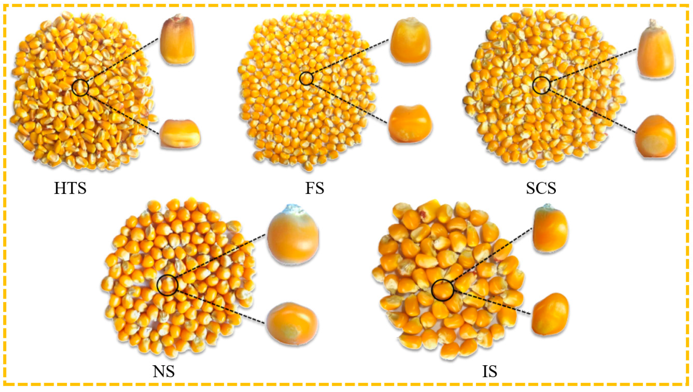 Study on the Contact Parameter Calibration of the Maize Kernel Polyhedral Discrete Element Model