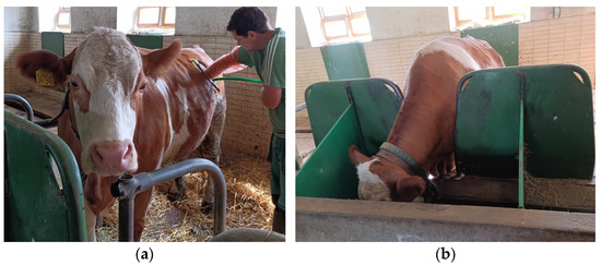 The Effect of Humic Acid Supplementation on Selected Ruminal ...