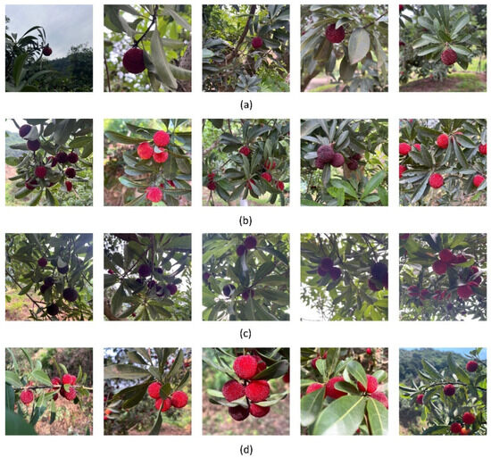 Chinese Bayberry Detection in an Orchard Environment Based on an Improved YOLOv7-Tiny Model