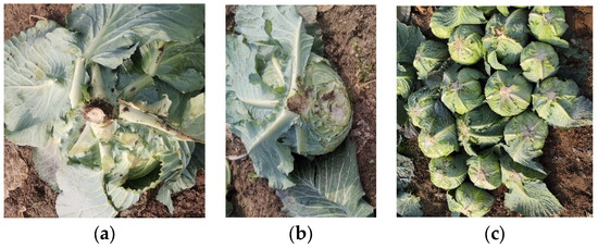 Design and Testing of an Electric Side-Mounted Cabbage Harvester