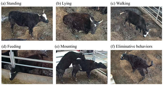 An Effective Yak Behavior Classification Model with Improved YOLO-Pose Network Using Yak ...